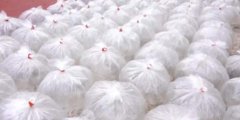 Fish Releasing :400,000 fingerlings released into Ayeyawady River ...