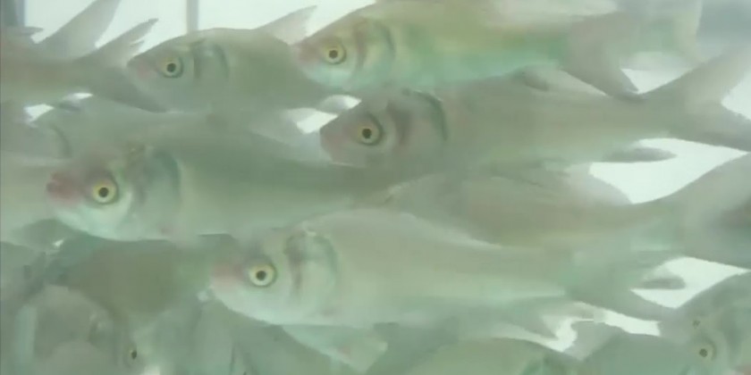 Fish Releasing :400,000 fingerlings released into Ayeyawady River ...