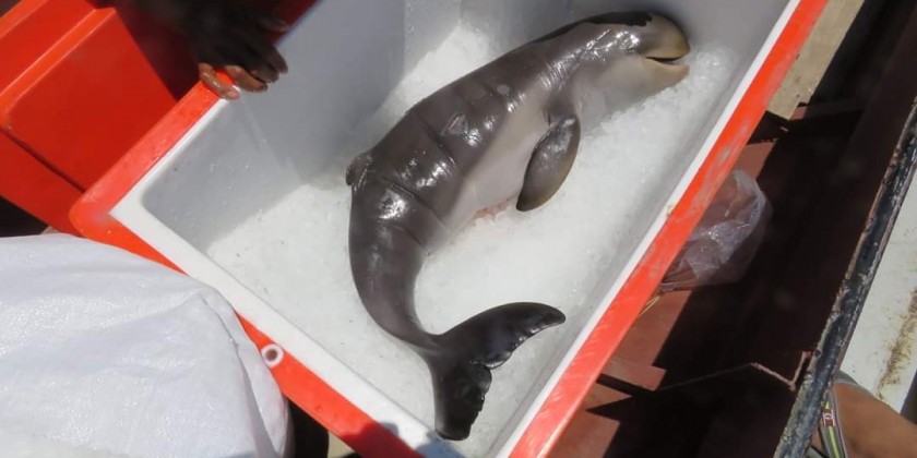 Ayeyawady Dolphin: Five Ayeyawady Dolphins Were Found Dead Within Six ...
