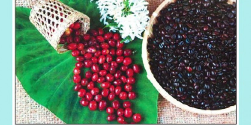 Coffee market: Efforts to produce good quality | Myanmar International TV