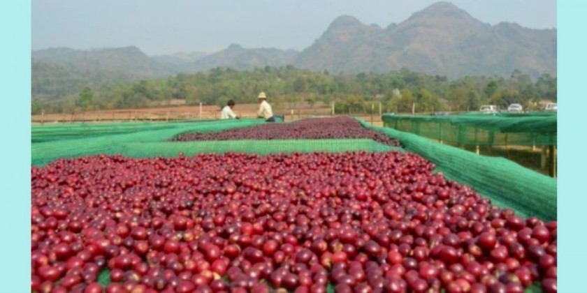 Coffee market: Efforts to produce good quality | Myanmar International TV