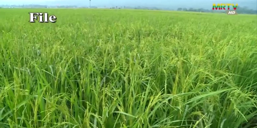 Rice Trading: Myanmar and Bangladesh undertake to renew the MoU ...