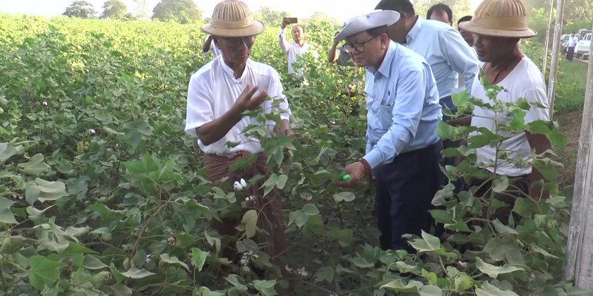 Agriculture and Livestock: MOALI Deputy Minister tours in Pyay Township ...