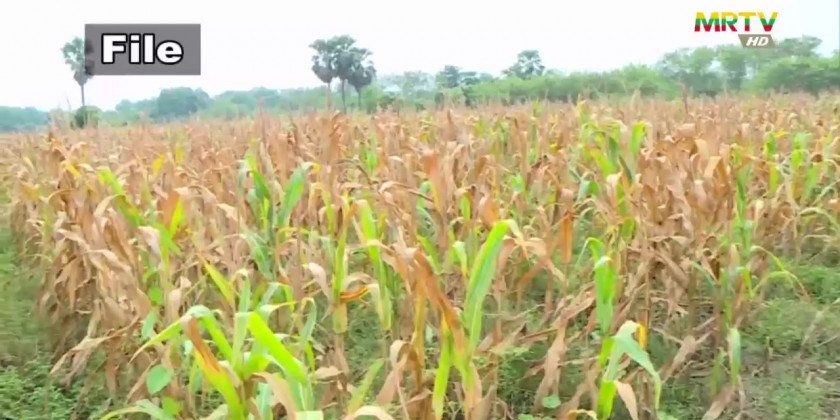 Corn Exports: Expanding corn export market to People’s Republic of ...