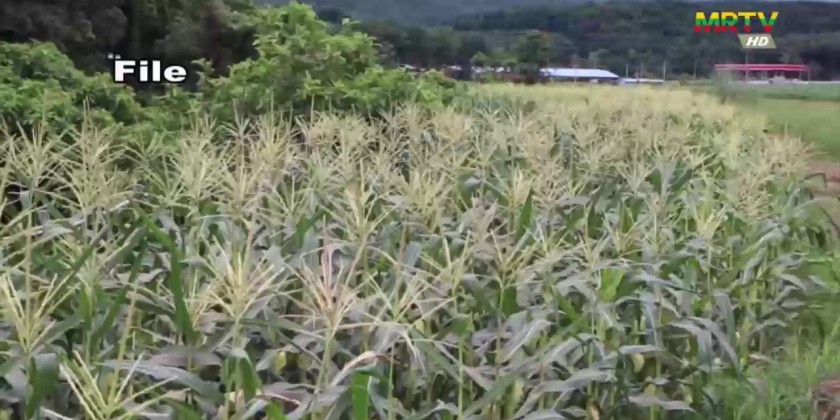 Corn Exports: Expanding corn export market to People’s Republic of ...