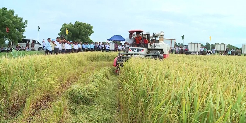 Mechanized Farming: Demonstration for summer paddy harvesting | Myanmar ...