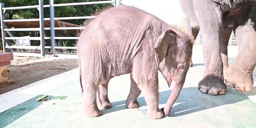 White Elephant Condition: ‘Rattha Nandaka’ happy and healthy with ...