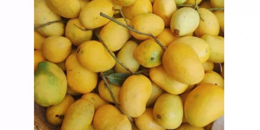 Export Sector: Myanmar exports Sein Ta Lone mangoes to China | Myanmar ...