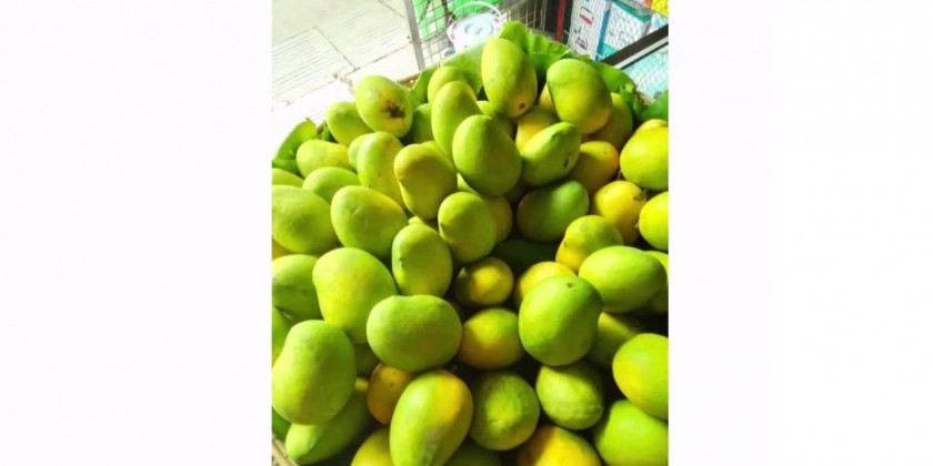 Export Sector: Myanmar exports Sein Ta Lone mangoes to China | Myanmar ...