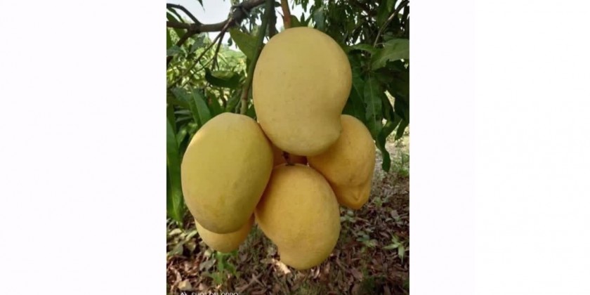 Export Sector: Myanmar exports Sein Ta Lone mangoes to China | Myanmar ...