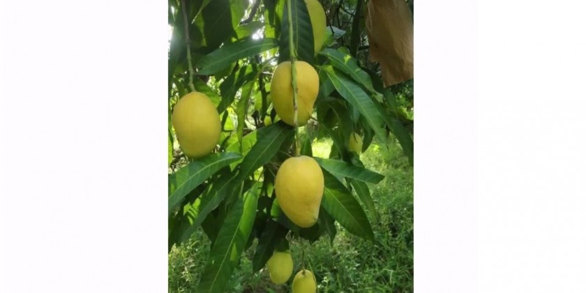 Export Sector: Myanmar exports Sein Ta Lone mangoes to China | Myanmar ...