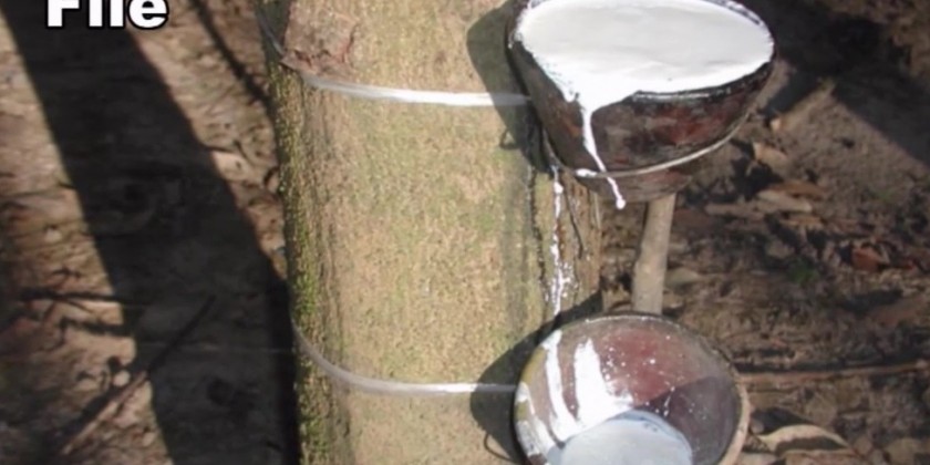 Myanmar’s Rubber Export: It is targeted to earn over 500 million USD in ...