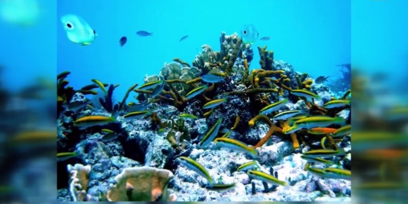 Marine Resource Preservation: Above and under water fish have been ...