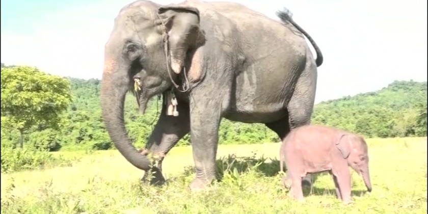 Royal White Elephant: Baby elephant turns 2-month and a half old ...