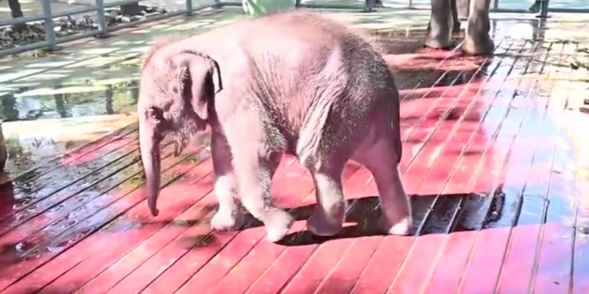 Royal White Elephant: Baby elephant turns four and half months old ...