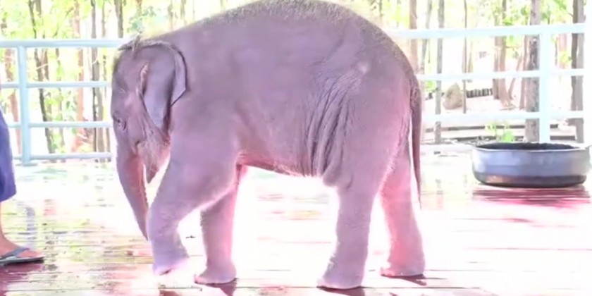 Royal White Elephant: Baby elephant turns four and half months old ...