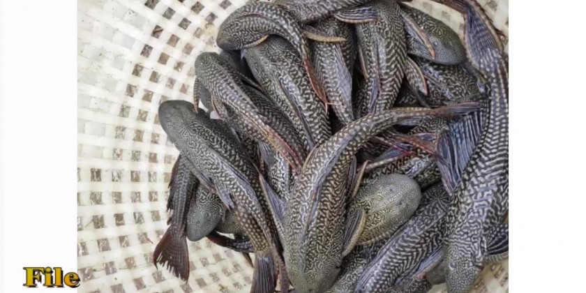 Raising Awareness: Breeding of Invasive Fish Species banned | Myanmar ...