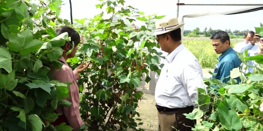 Rural Development: Inspection at cotton plantations and cotton mills ...