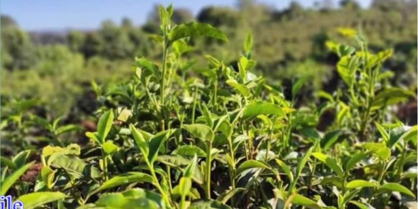 Tea plantations in Shan State: Aiming for the increased yield of tea ...