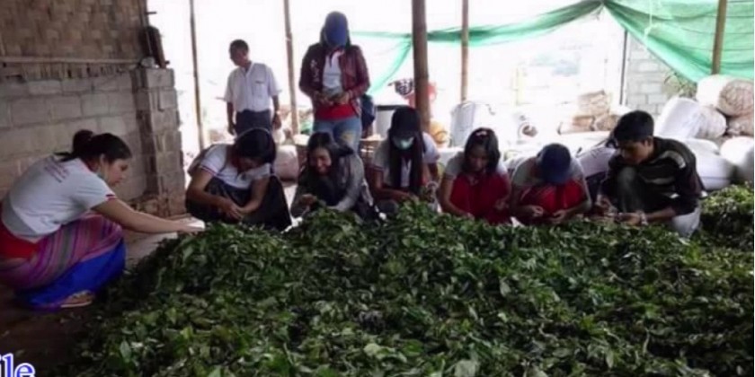 Tea plantations in Shan State: Aiming for the increased yield of tea ...