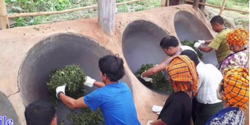 Tea plantations in Shan State: Aiming for the increased yield of tea ...
