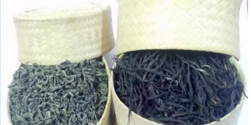 Tea plantations in Shan State: Aiming for the increased yield of tea ...