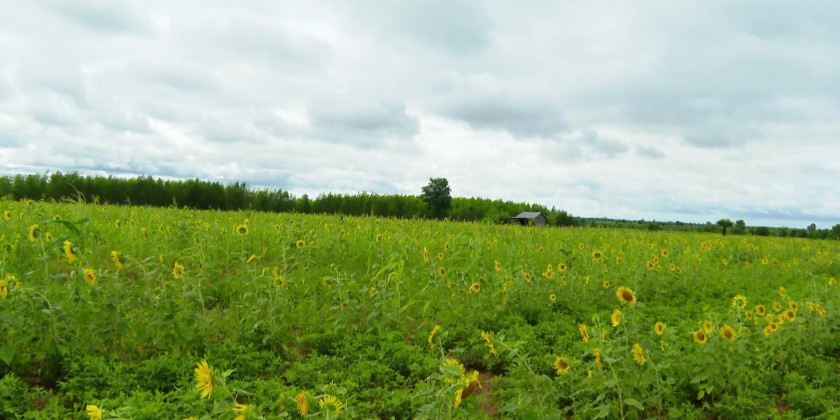 Boosting Production: Sunflower cultivation expanded in Magwe Region ...