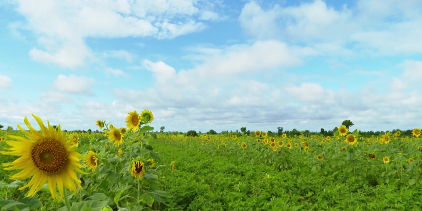 Boosting Production: Sunflower cultivation expanded in Magwe Region ...