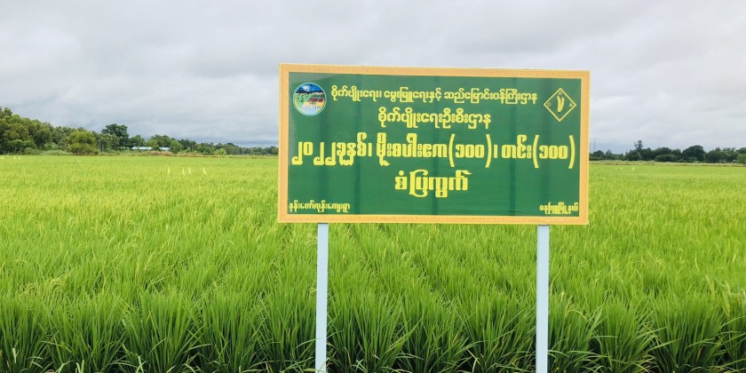 Good Agriculture Practice: SAC member inspects 100-acre model paddy ...