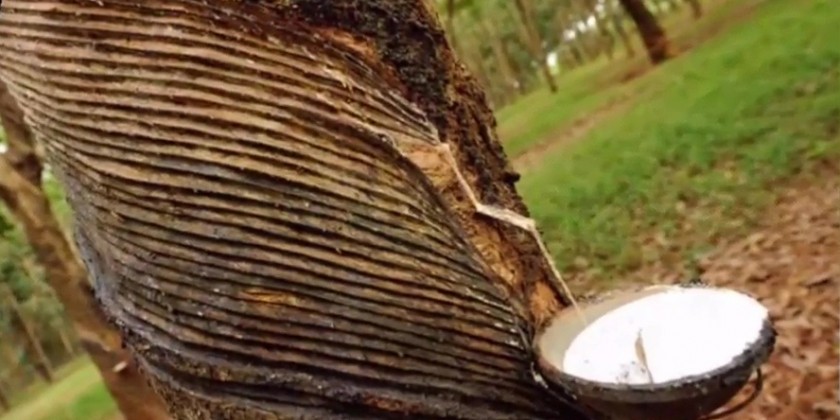 Export Sector: Rubber exportation earns 450 mln USD in 2020-2021 ...