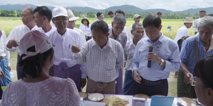 Boosting Food Security : Selecting drought-resistant rice varieties for ...