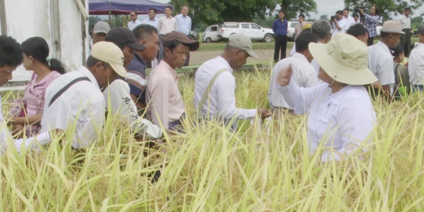 Boosting Food Security : Selecting drought-resistant rice varieties for ...