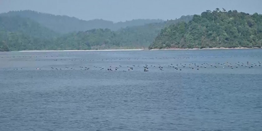 Pearl Production: Union Minister Inspects Pearl/Oyster Farming ...