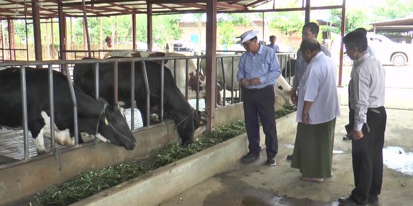 Livestock Development: Breeding Zone inspection in Nay Pyi Taw Council ...