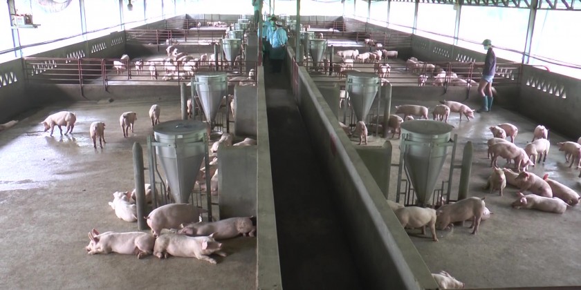 Livestock Development: Breeding Zone inspection in Nay Pyi Taw Council ...