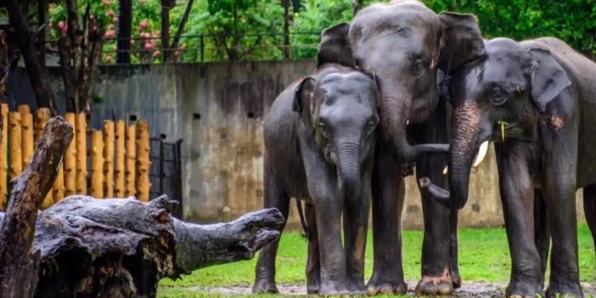 Elephant Museum: It’s a part of Natural History Museum of YZG | Myanmar ...