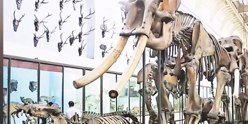 Elephant Museum: It’s a part of Natural History Museum of YZG | Myanmar ...