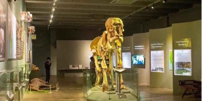 Elephant Museum: It’s a part of Natural History Museum of YZG | Myanmar ...