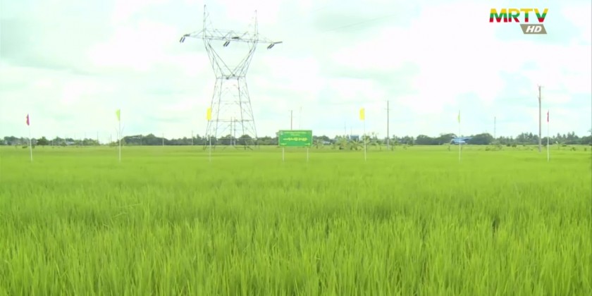 Mechanized Farming: Paddy is cultivated by agricultural machinery ...