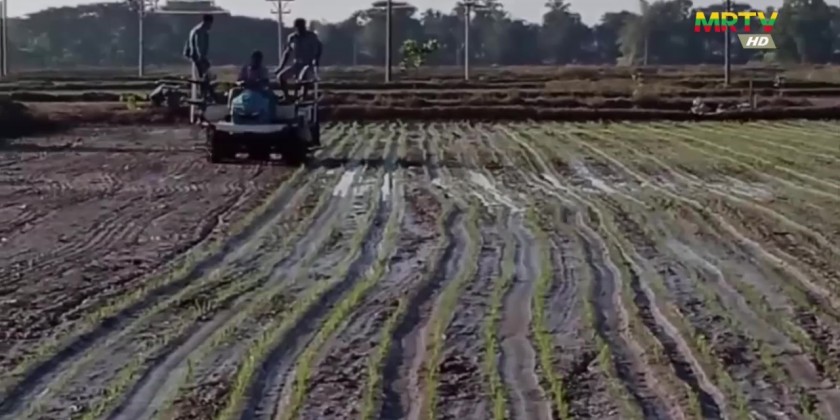 Mechanized Farming: Paddy is cultivated by agricultural machinery ...