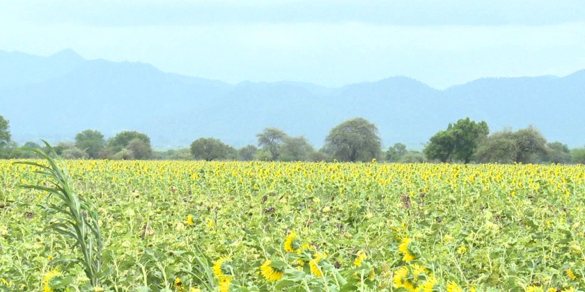 Agriculture Sector: MoALI Deputy Minister makes inspections | Myanmar ...