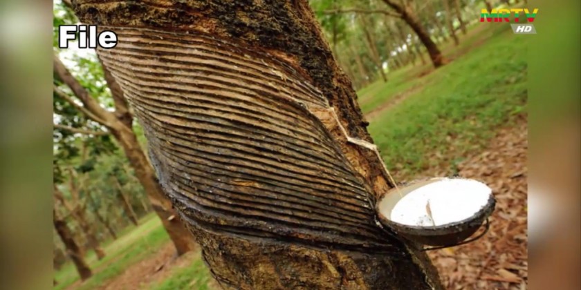 Rubber Export Market: Rubber worth USD 450 MIL exported in 2021-2022 FY ...