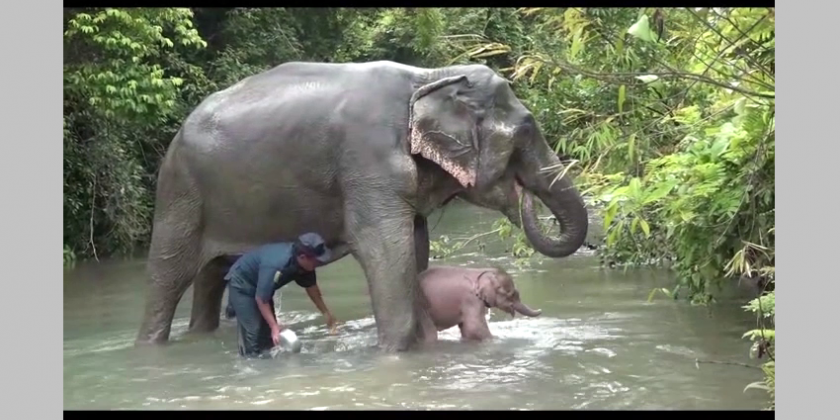 White Elephant: Baby while elephant lives together with his mother ...