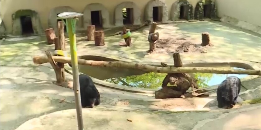 Yangon Zoological Gardens: Clever animal shows resumed every weekend ...