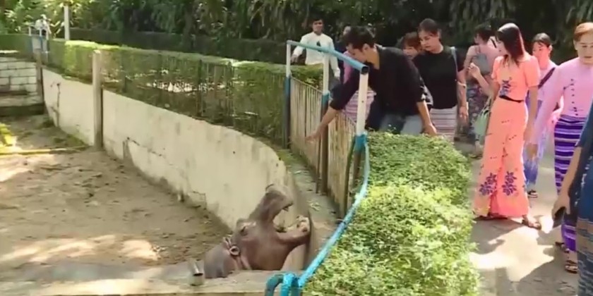 Yangon Zoological Gardens: Clever animal shows resumed every weekend ...