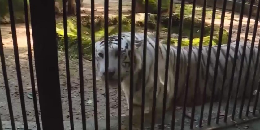 Yangon Zoological Gardens: Clever animal shows resumed every weekend ...