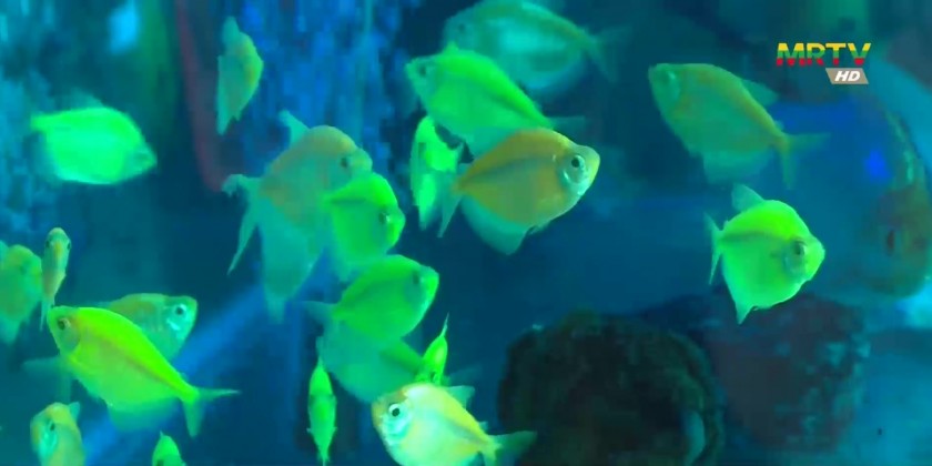 Ornamental Fish Farming: A promising business in local | Myanmar ...