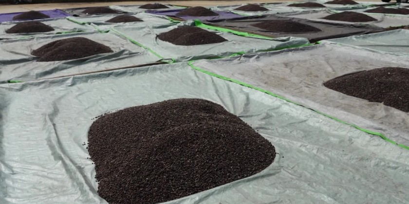 Inspections in Hopong: SAC members inspect coffee factory and resort ...