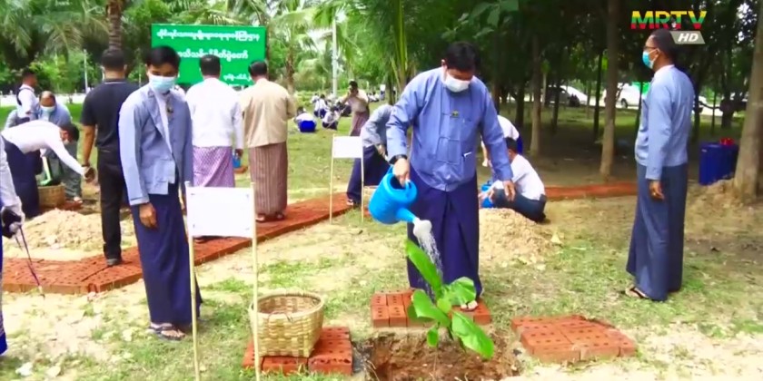 Monsoon tree growing: MoEA grows trees and adds fingerlings | Myanmar ...