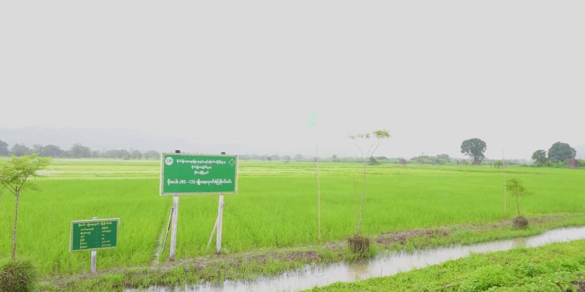 Tour in Mong Pan: Visiting the paddy field and meeting for regional ...